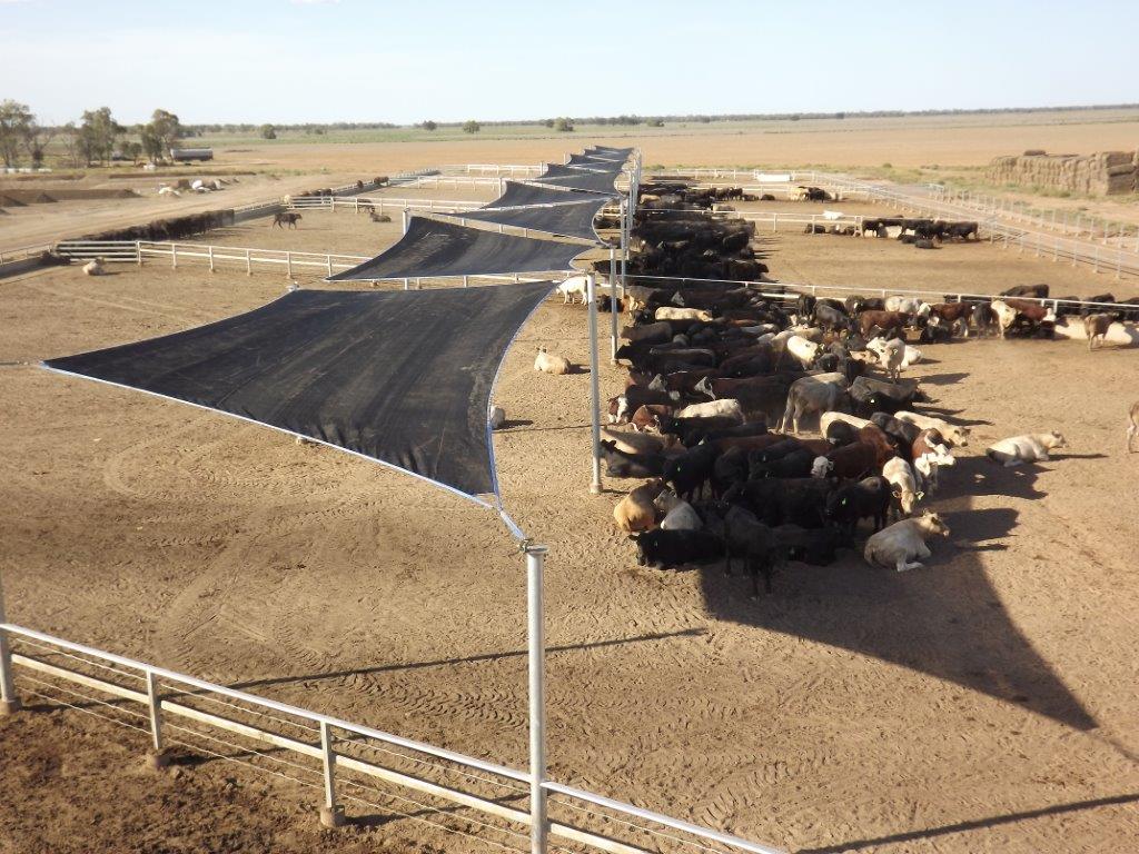 7 Steps to Better Shade Systems for Livestock