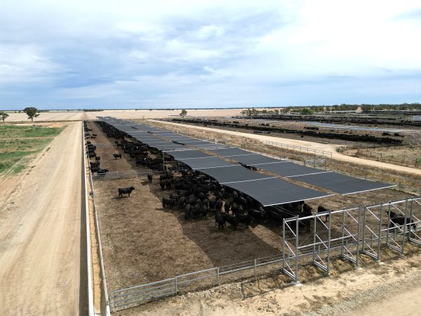 Order Livestock Cable Shade Systems Now!