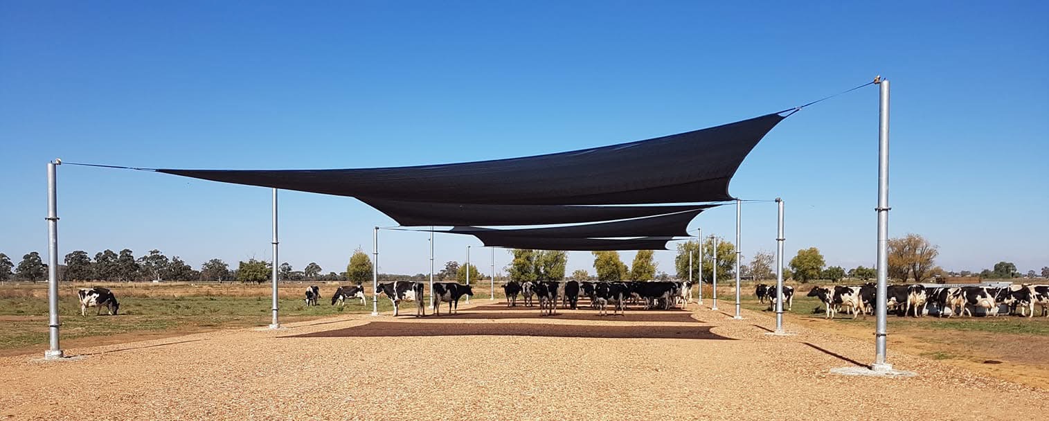 Livestock Heat Stress & Shade Structures: Insights